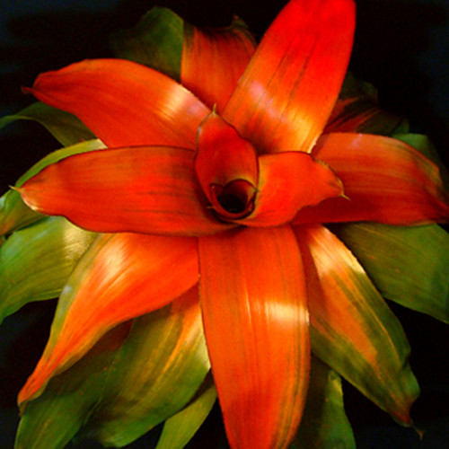 Tangerine | sunshine-bromeliads