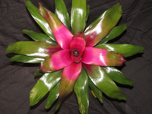 sunshine-bromeliads | PARTIAL SUN BROMELIADS