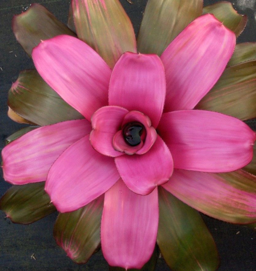 PLANTS | sunshine-bromeliads