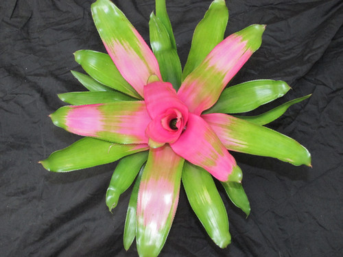 Pink Sensation | sunshine-bromeliads