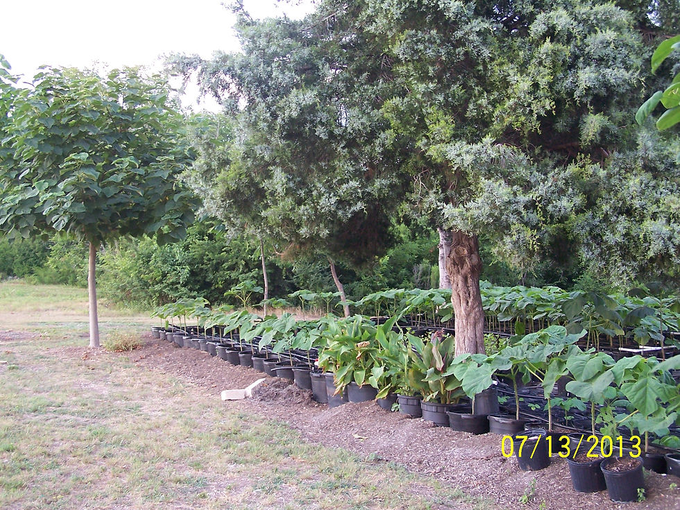 Fast Shade Tree Farm in Midlothian TX