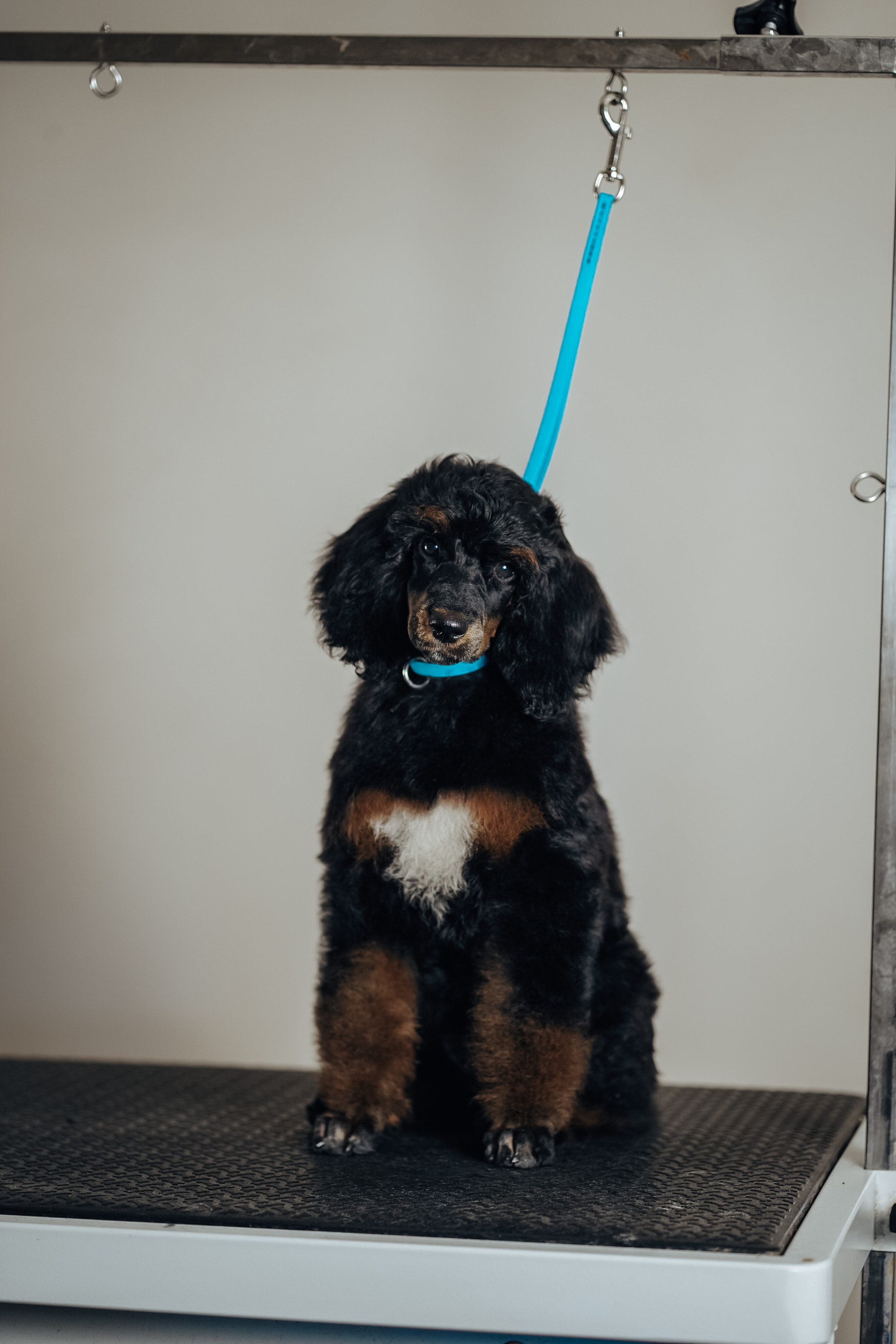 FAQ | Classic Canine Cuts