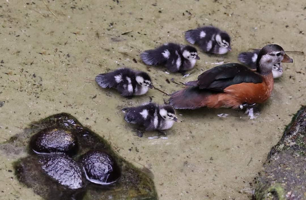African Pygmy Geese Chicks