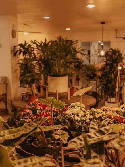 The Dutch House of Plants | Houseplant Store in Lubbock | Lubbock, TX, USA