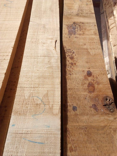 Beech Cabinet CND - 50mm | Ajtimberproducts