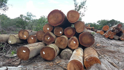 Basralocus logs | Ajtimberproducts