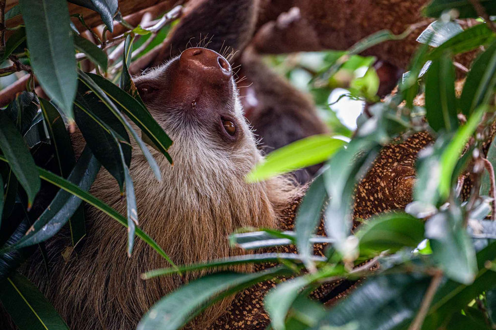 Hoffmann’s Two-Toed Sloth