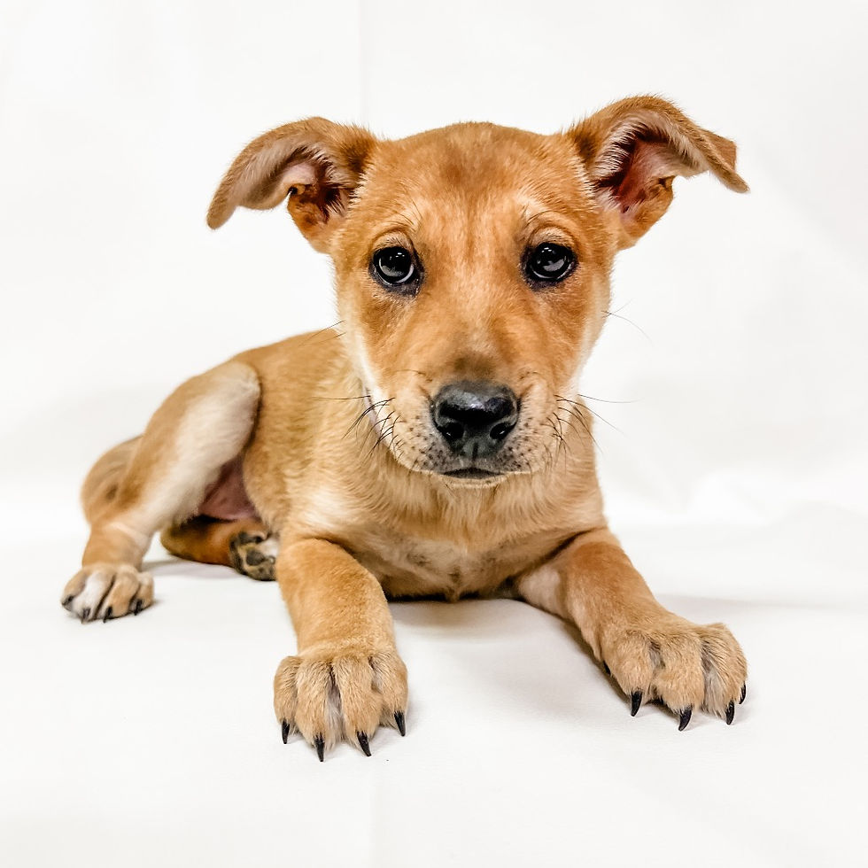 Adopt A Puppy | Colorado Puppy Rescue | Puppy Rescue Parker