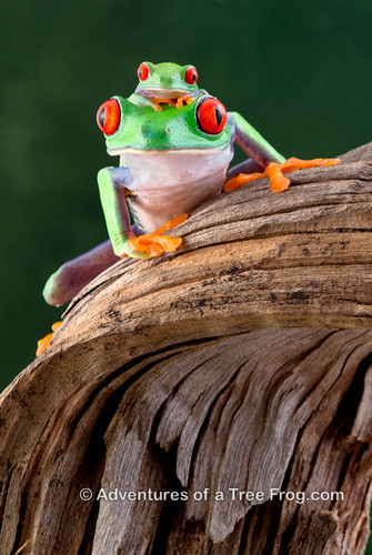 Frogs on a Log | Frogs Doing Things