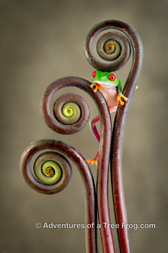 Three Curls | Frogs Doing Things