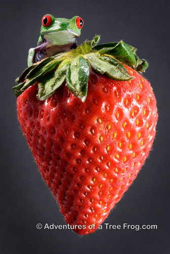 Strawberry Frog | Frogs Doing Things