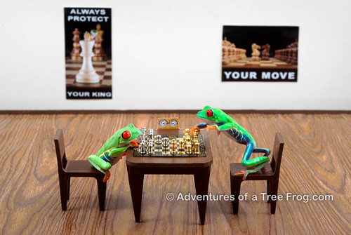 Chess Frogs | Frogs Doing Things