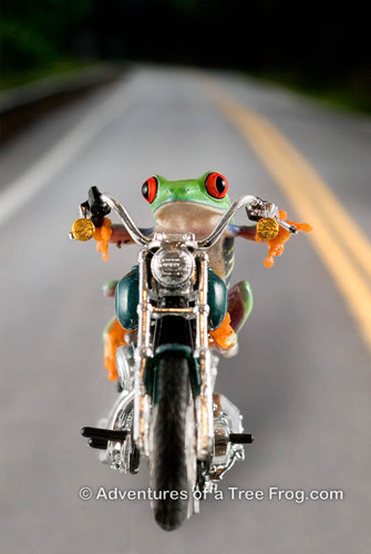 Hog Frog | Frogs Doing Things