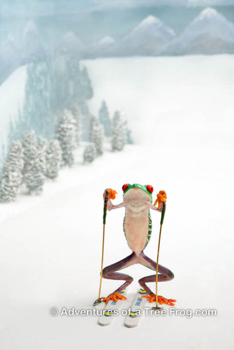 Skiing Frog | Frogs Doing Things