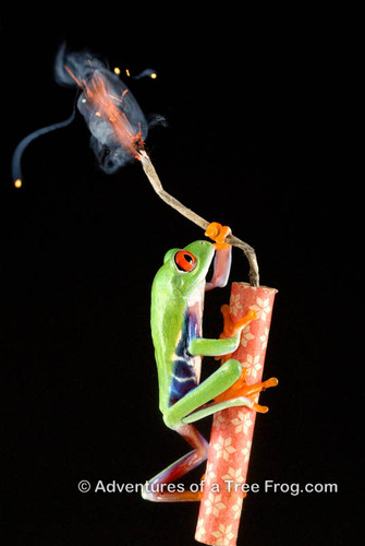 Firecracker | Frogs Doing Things