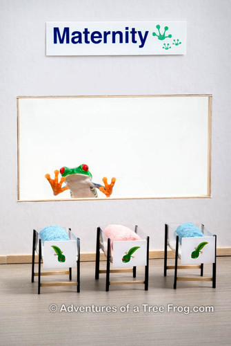 Maternity | Frogs Doing Things