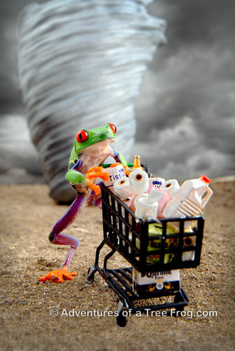 Disaster Frog | Frogs Doing Things