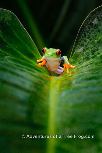Frog Standing on Leaf | Frogs Doing Things