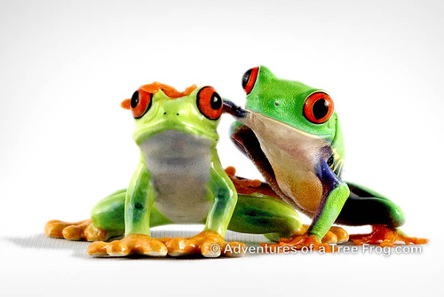 Buddies | Frogs Doing Things