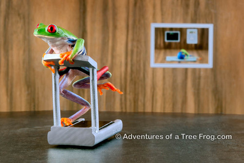 Treadmill | Frogs Doing Things