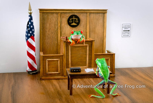 Lawyer Frog | Frogs Doing Things