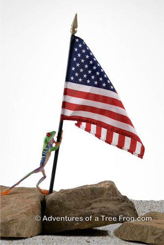 American Frog | Frogs Doing Things