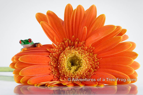 Orange Daisy | Frogs Doing Things