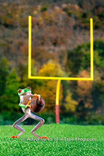 Football Frog | Frogs Doing Things