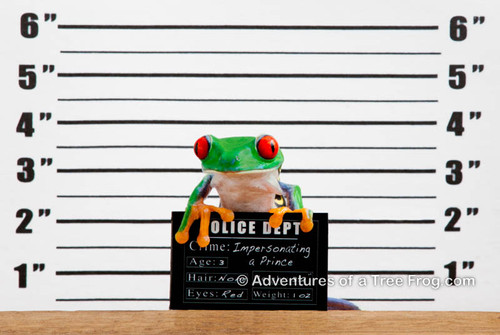 Mugshot | Frogs Doing Things