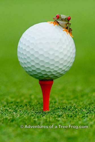 Teed Off | Frogs Doing Things