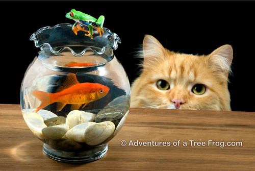 The Menu | Frogs Doing Things