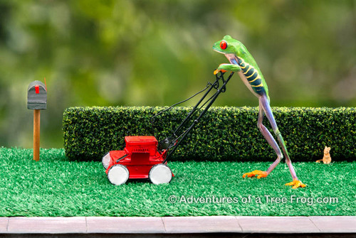 Mowing Frog | Frogs Doing Things