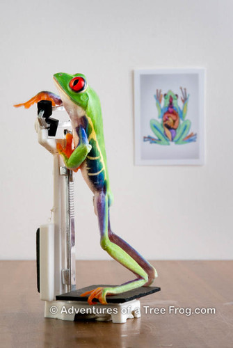 Weigh-In | Frogs Doing Things