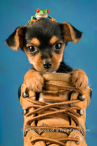 Dog & Frog | Frogs Doing Things