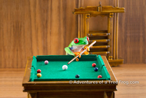 Pool Frog | Frogs Doing Things