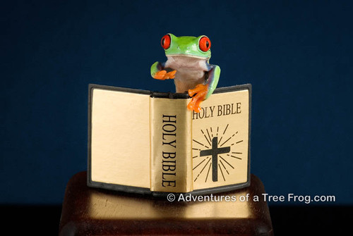 A Leap of Faith | Frogs Doing Things