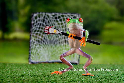 Lacrosse Frog | Frogs Doing Things