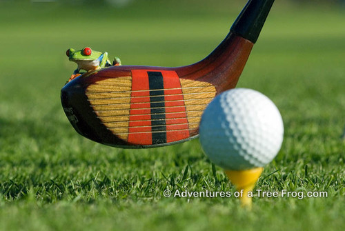 Frog Driver | Frogs Doing Things