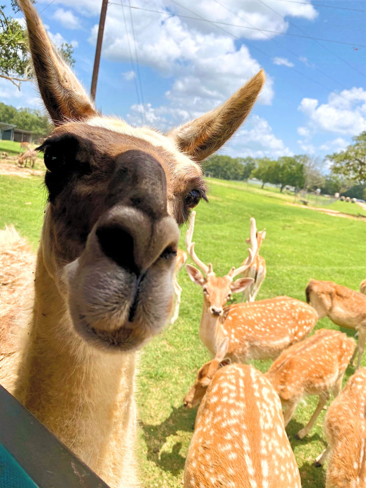 Global Wildlife Center, Family Fun Just Outside of New Orleans