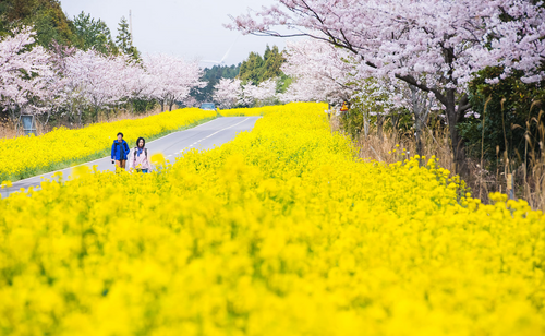Spring 7 days Cherry Blossom Jeju+Busan+Gyeongju+Seoul on 31 Mar to 10 ...