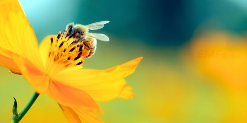 WILD QUEENS, MYSTIC BEES, & A FIELD OF DREAMS