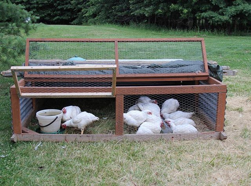 Chicken | Wild Roots Farm