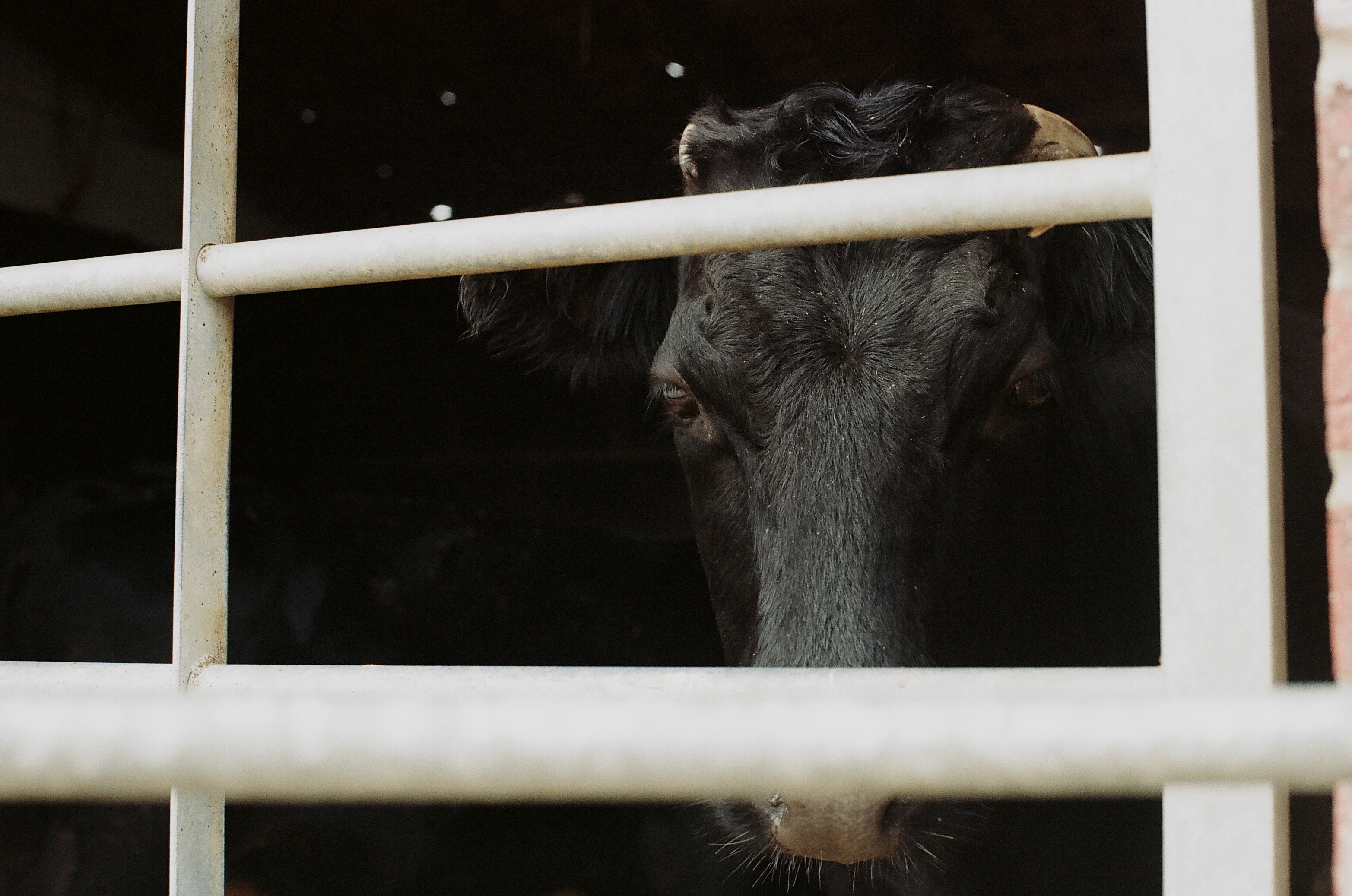 HOME | Big Sheep Little Cow