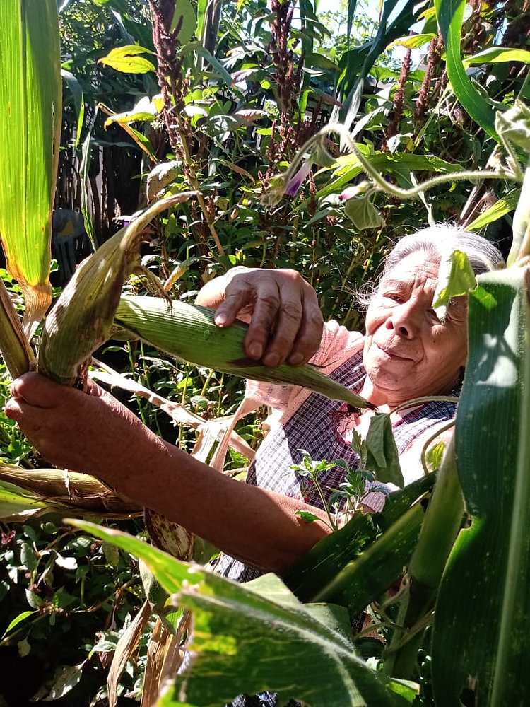 EL MAIZ Y LA MAZORCA FRESCA (ELOTE)