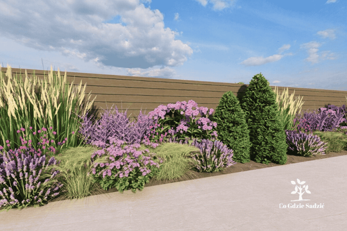 Rabata kwiatowa w słońcu z trawami różowo-fioletowa #012 | Co Gdzie Sadzić