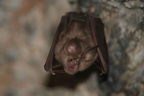 A guide to UK bat identification