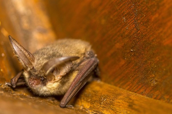 A guide to UK bat identification