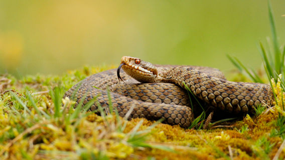 common snake uk