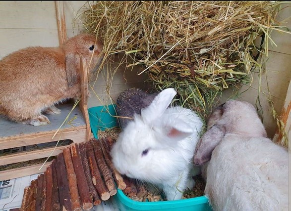 A Guide to Hay Racks for Rabbits