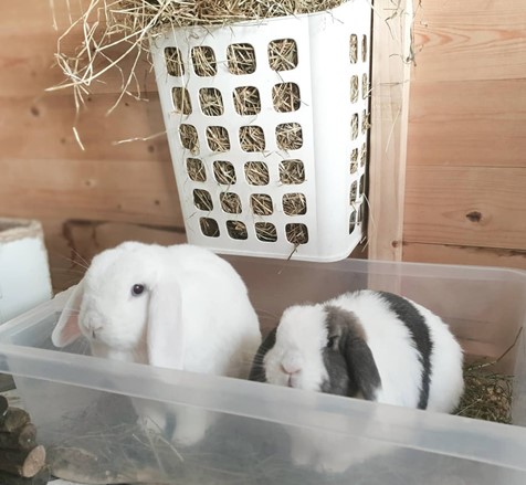 A Guide to Hay Racks for Rabbits